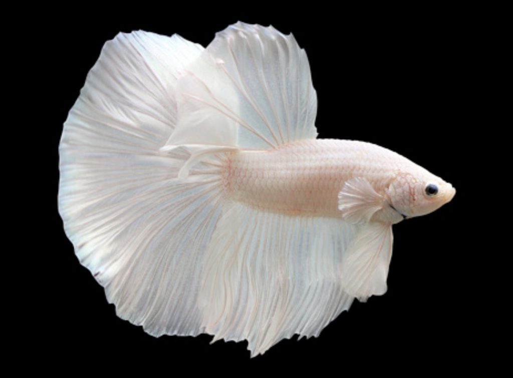 Full White (OHM) Over Half Moon Betta Male – Vijay Aquarium
