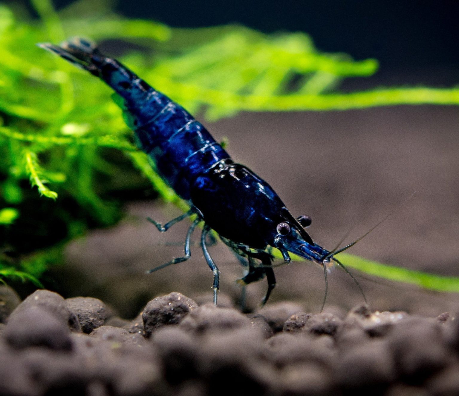 Dark Blue Shrimp | Each – Vijay Aquarium