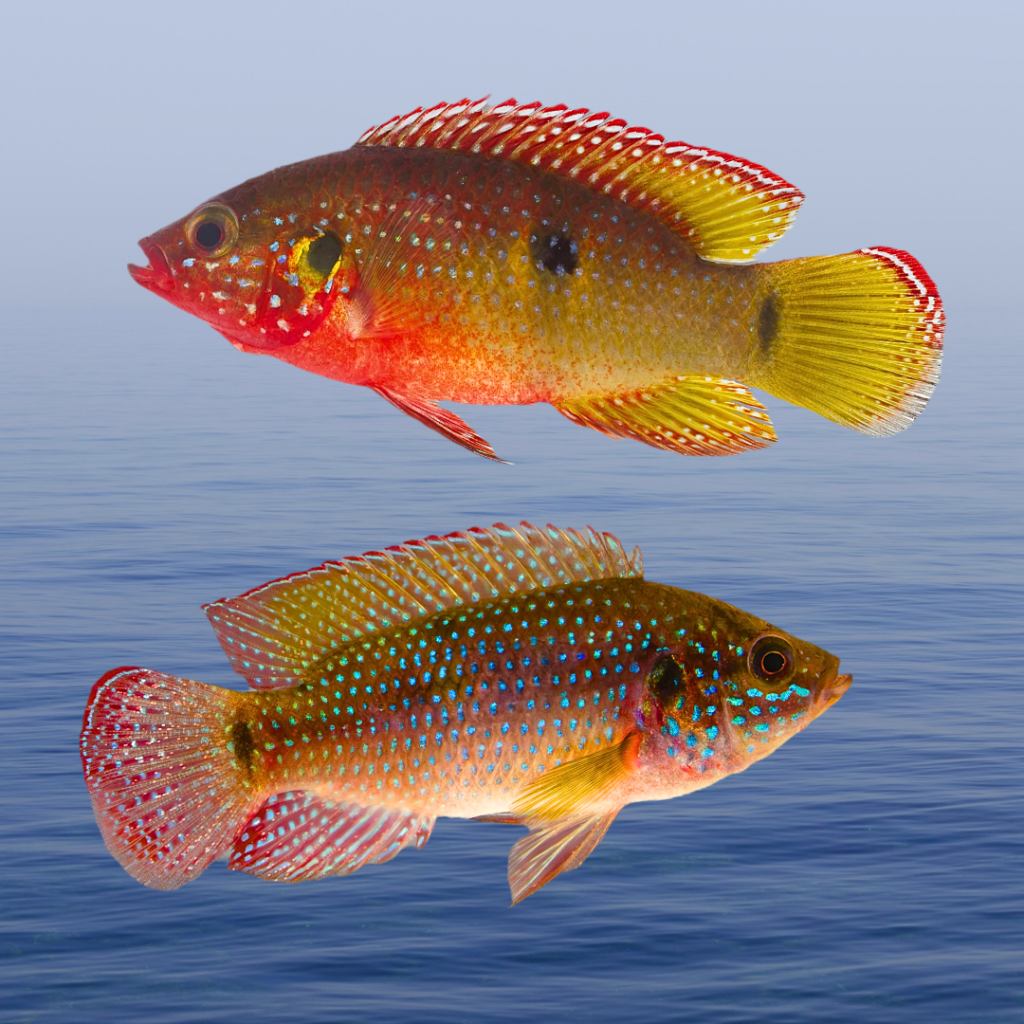 Jewel Fish Red | Single – Vijay Aquarium