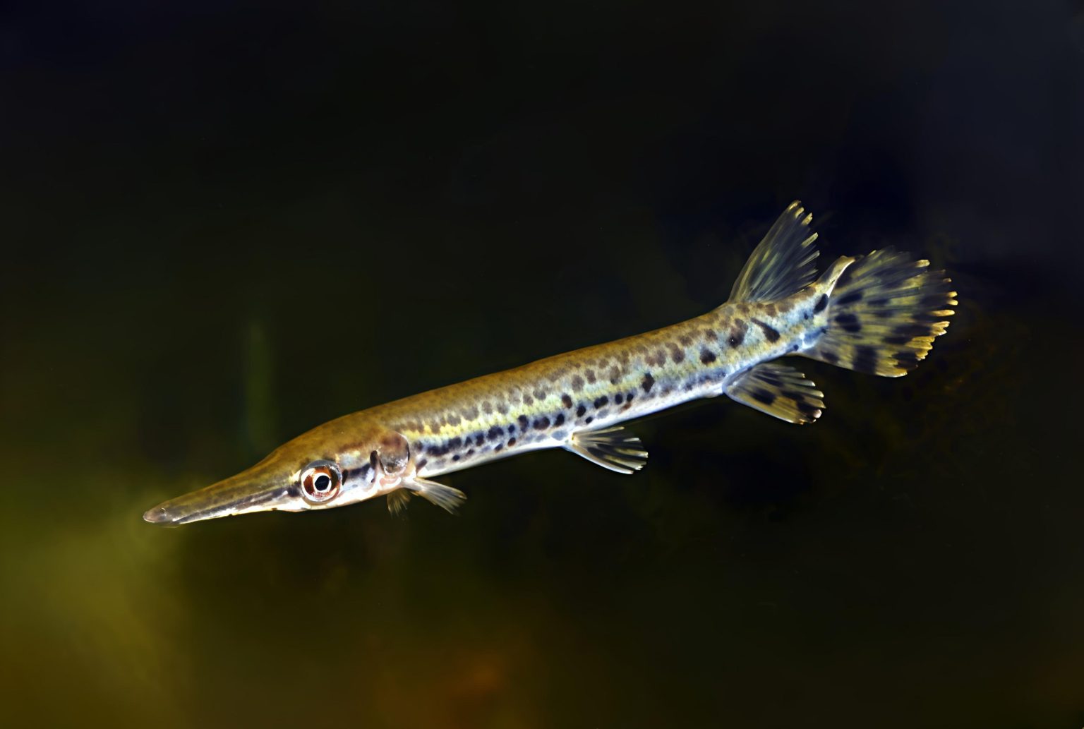 Alligator Gar | Single ( 5 inch size) – Vijay Aquarium